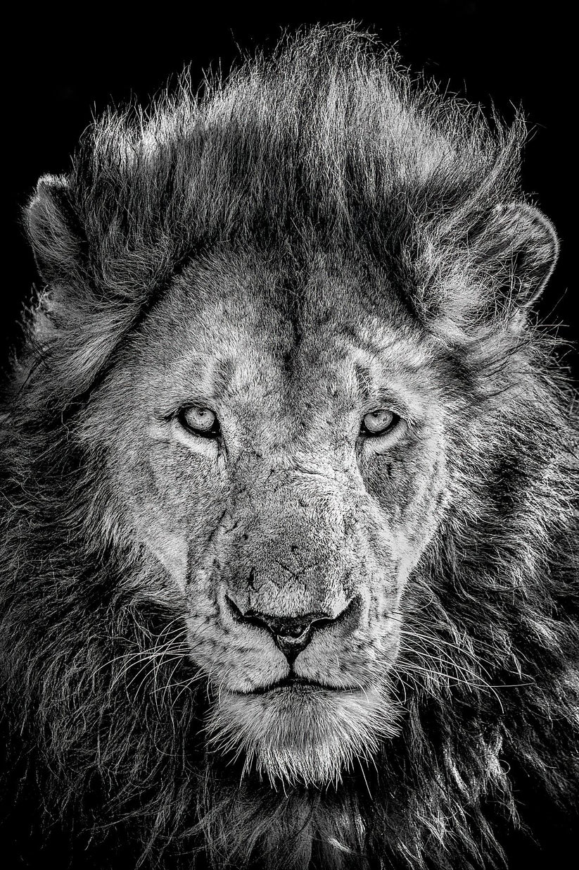 'Isibindi' Fine Art Print Male Lion Portrait | Kim Paffen Photography